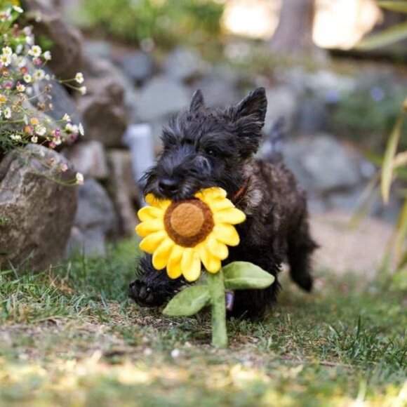 P.L.A.Y. | Dog | Play Blooming Buddies Sassy Sunflower Smmed Dog Toy ...